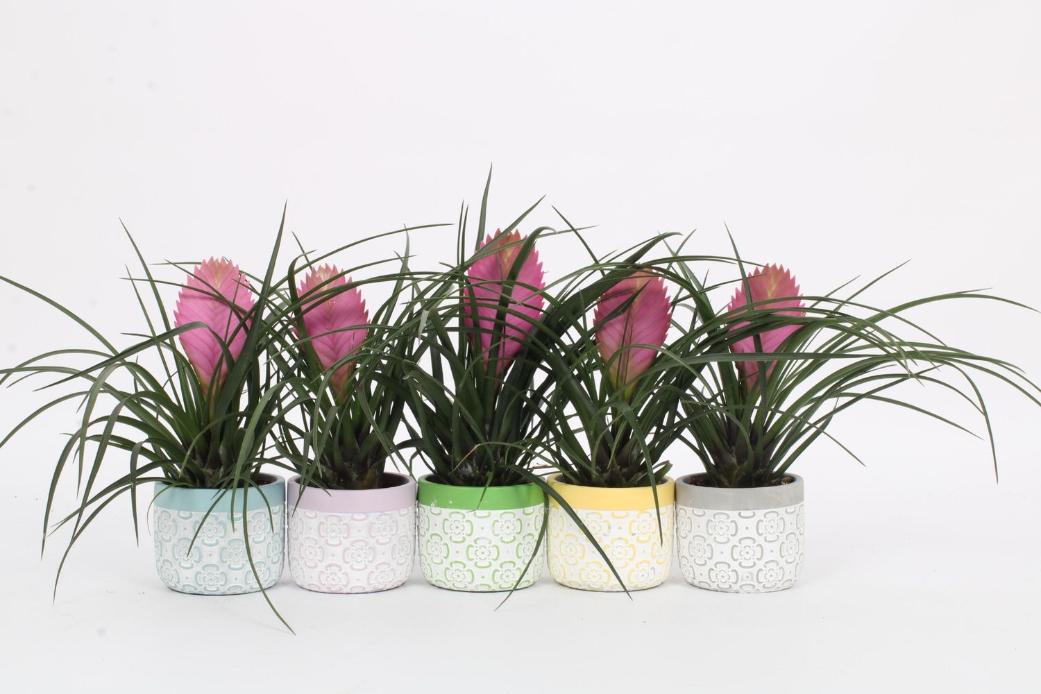 Tillandsia cyanea 'Anita' — Plant Wholesale FlorAccess