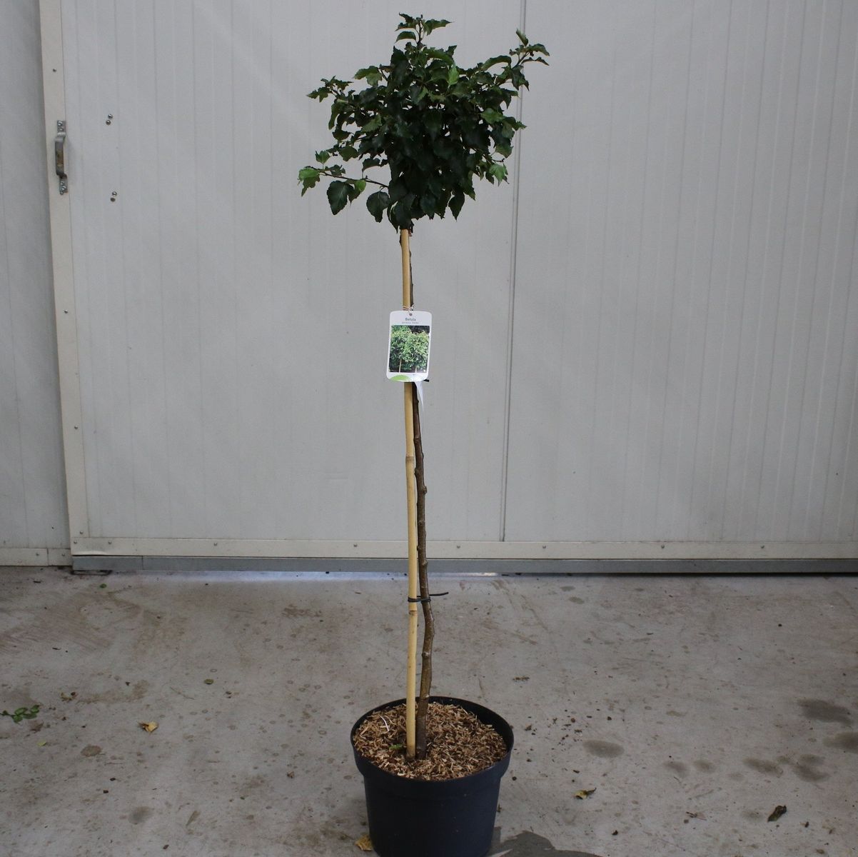 Betula pendula MAGICAL GLOBE — Рослини оптом FlorAccess