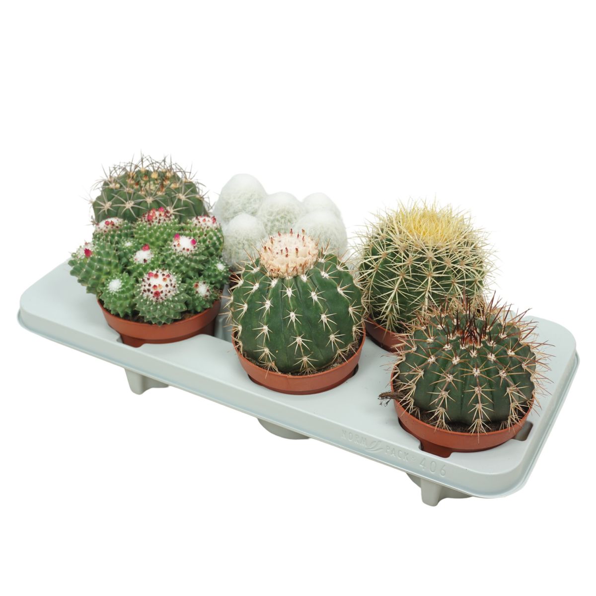 Cactus MIX — Plant Wholesale FlorAccess
