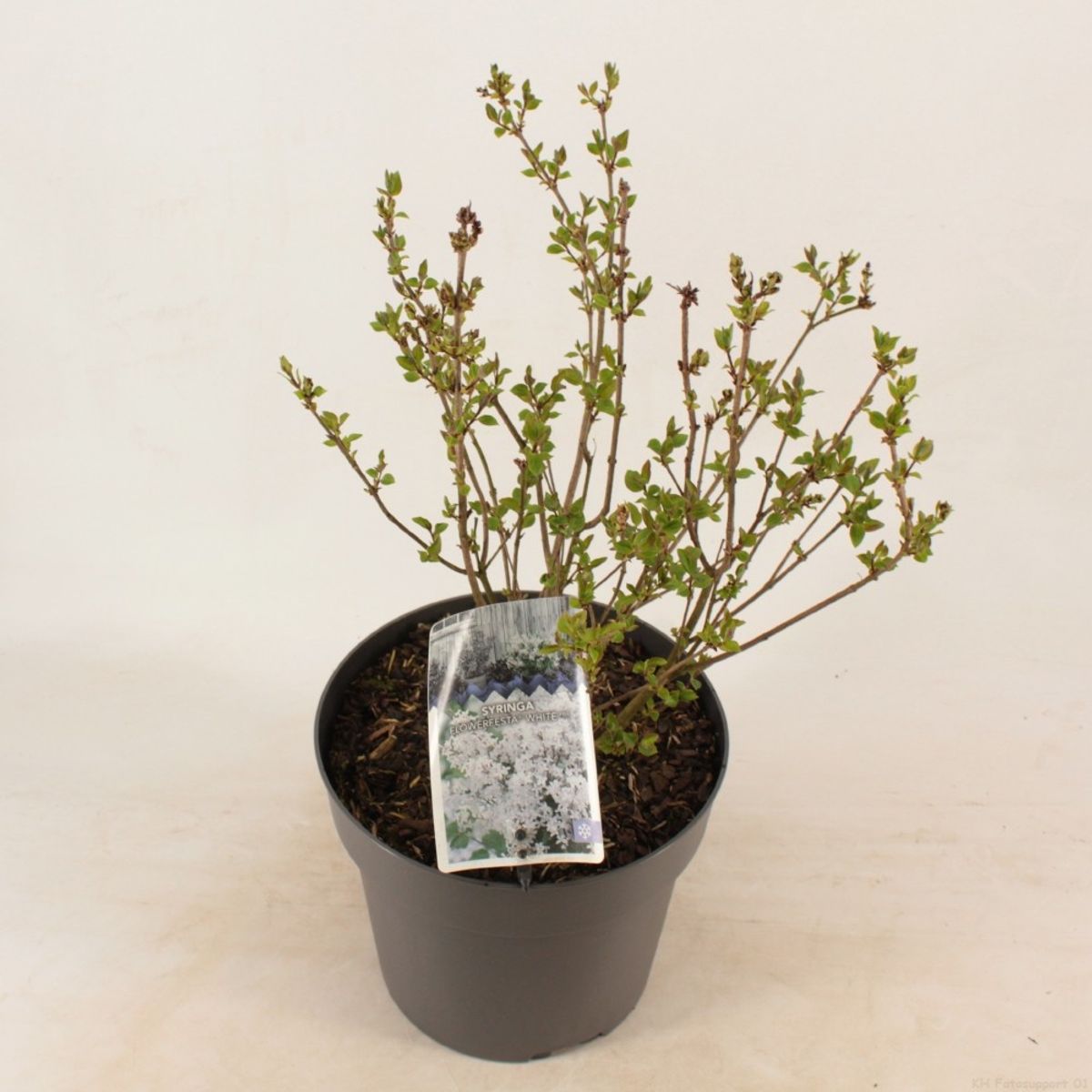 Syringa meyeri FLOWERFESTA WHITE — Plant Wholesale FlorAccess Syringa meyeri FLOWERFESTA WHITE — Plant Wholesale FlorAccess