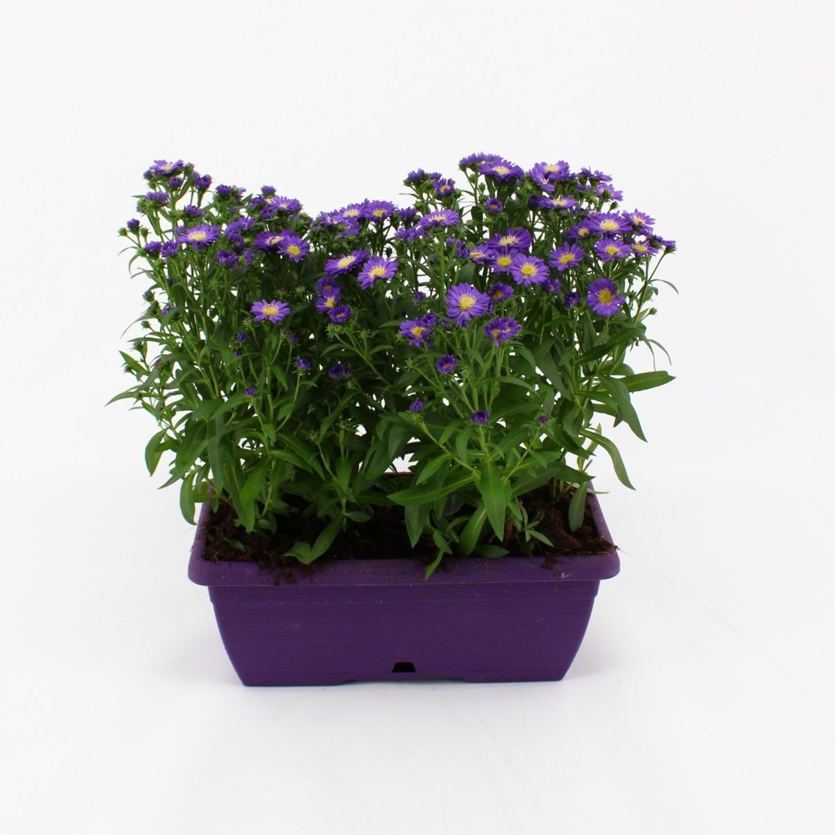 Aster MAGIC PURPLE — Plant Wholesale FlorAccess