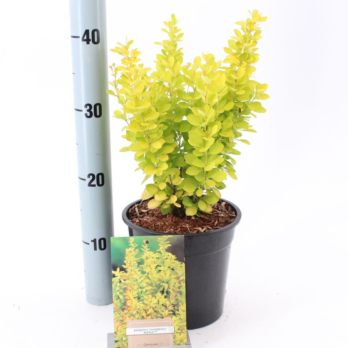 Berberis thunbergii 'Maria' — Plant Wholesale FlorAccess