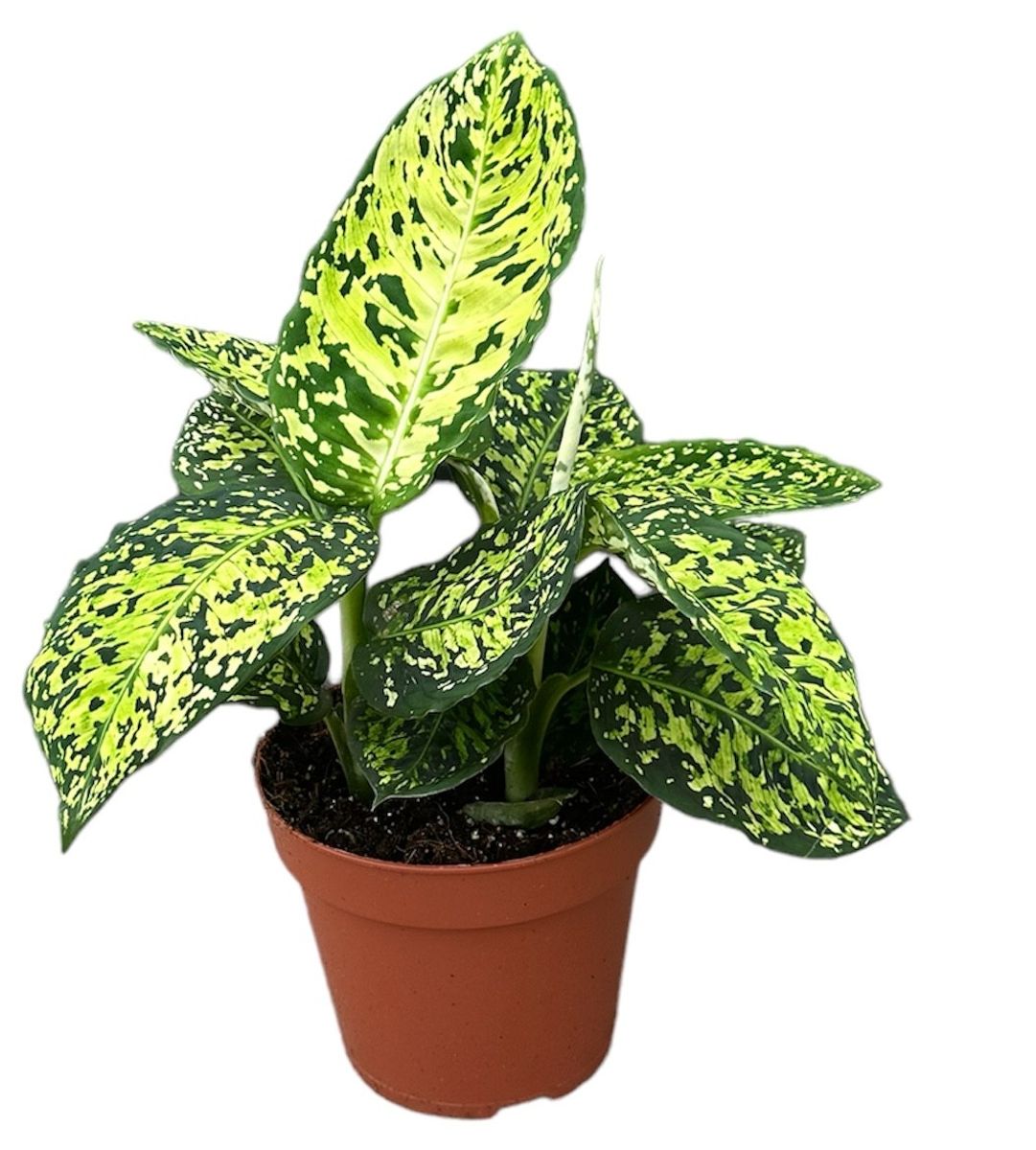 Dieffenbachia 'Reflector' — Plant Wholesale FlorAccess