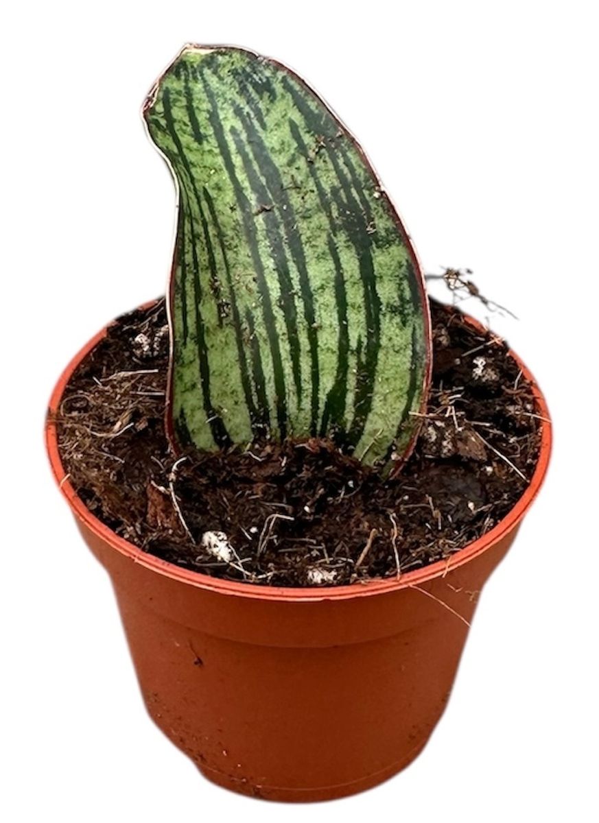 Sansevieria 'Cleopatra' — Plant Wholesale FlorAccess