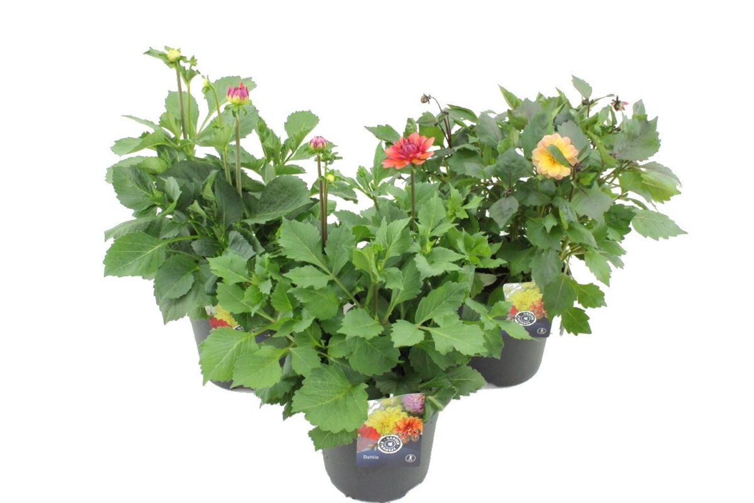 Dahlia MYSTIC MIX — Рослини оптом FlorAccess