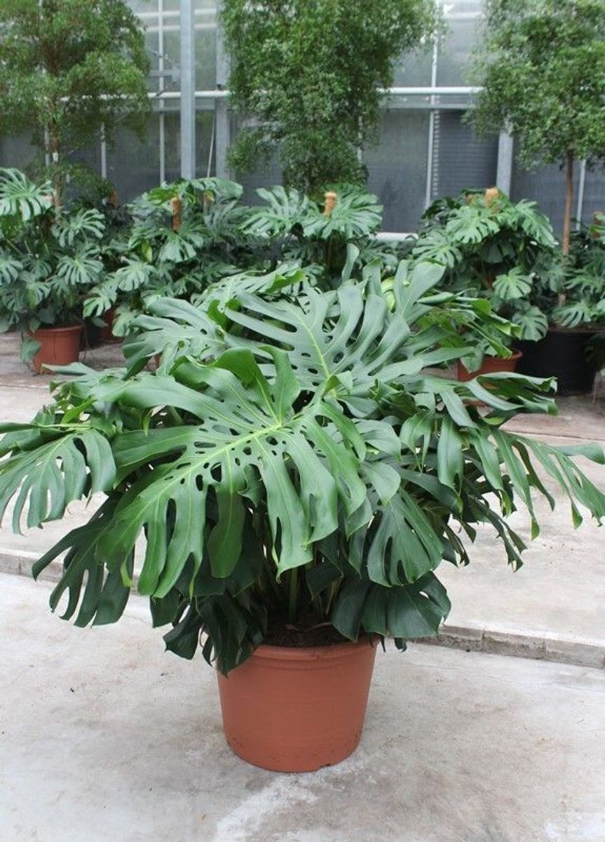Monstera deliciosa — Plant Wholesale FlorAccess