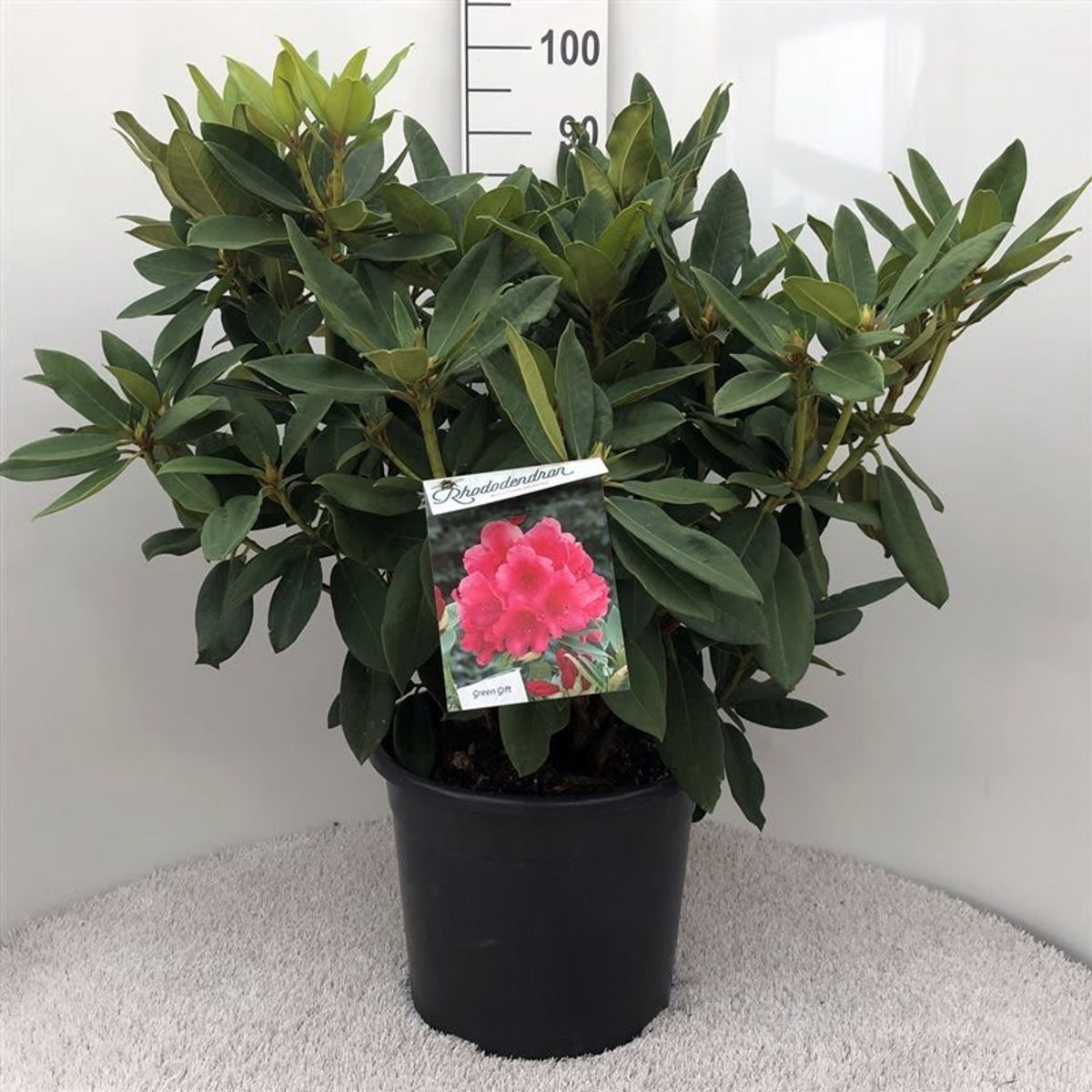 Rhododendron 'Anna Rose Whitney' — Plant Wholesale FlorAccess