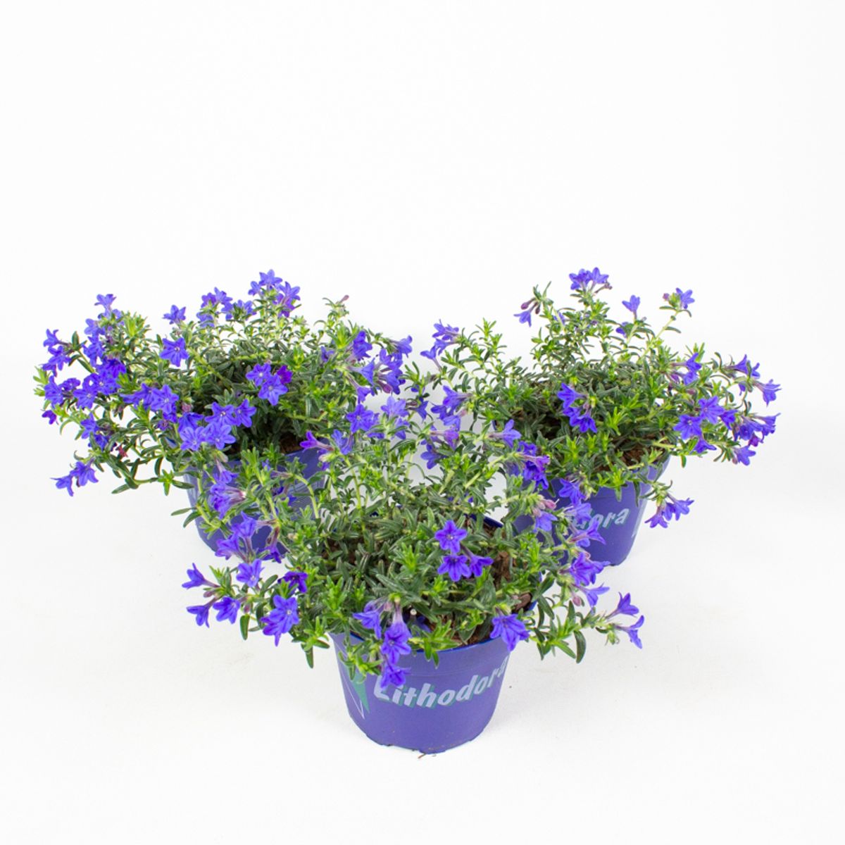 Lithodora diffusa — Plant Wholesale FlorAccess