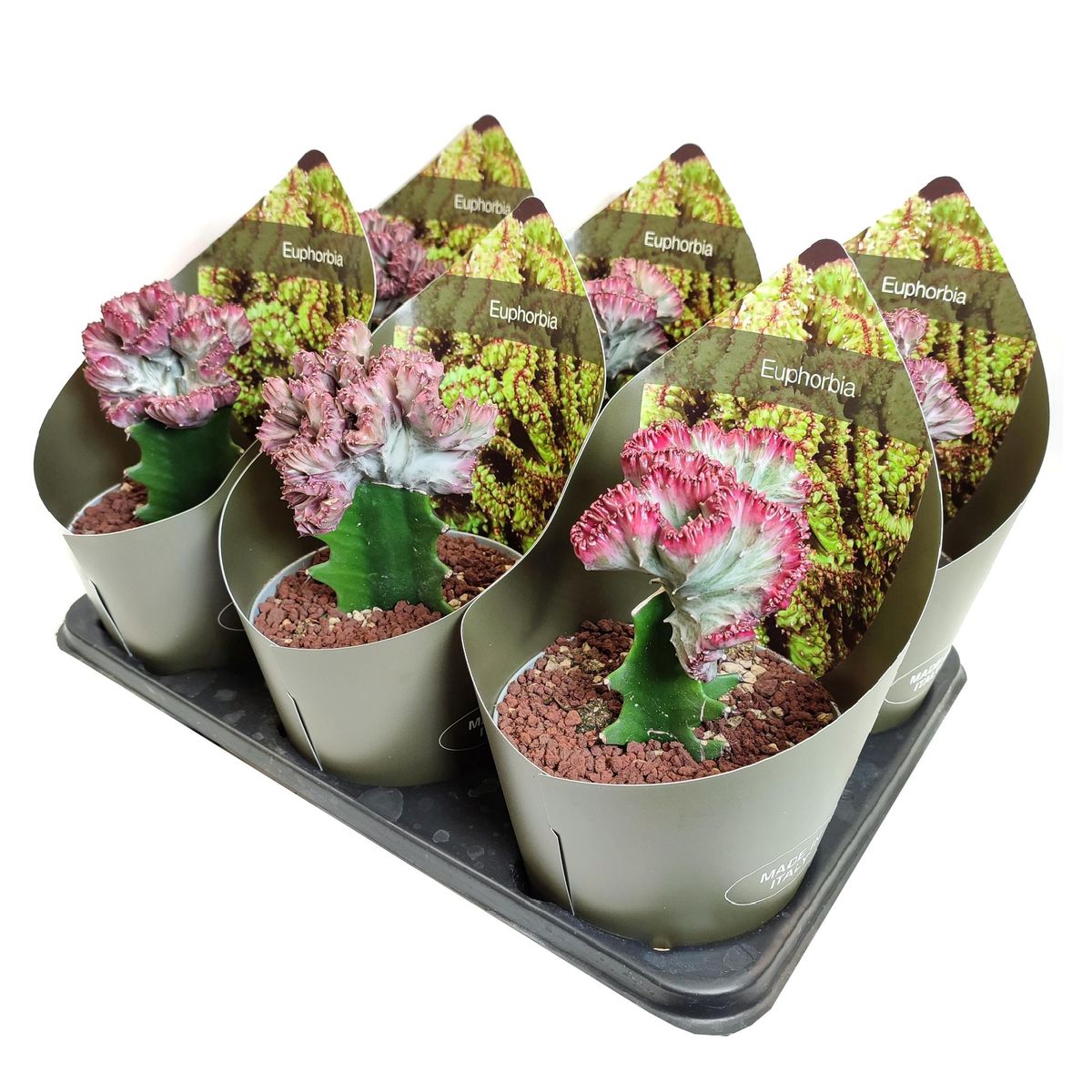 Euphorbia lactea 'Cristata Variegata' — Plant Wholesale FlorAccess