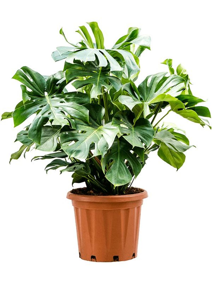 Monstera deliciosa — Plant Wholesale FlorAccess