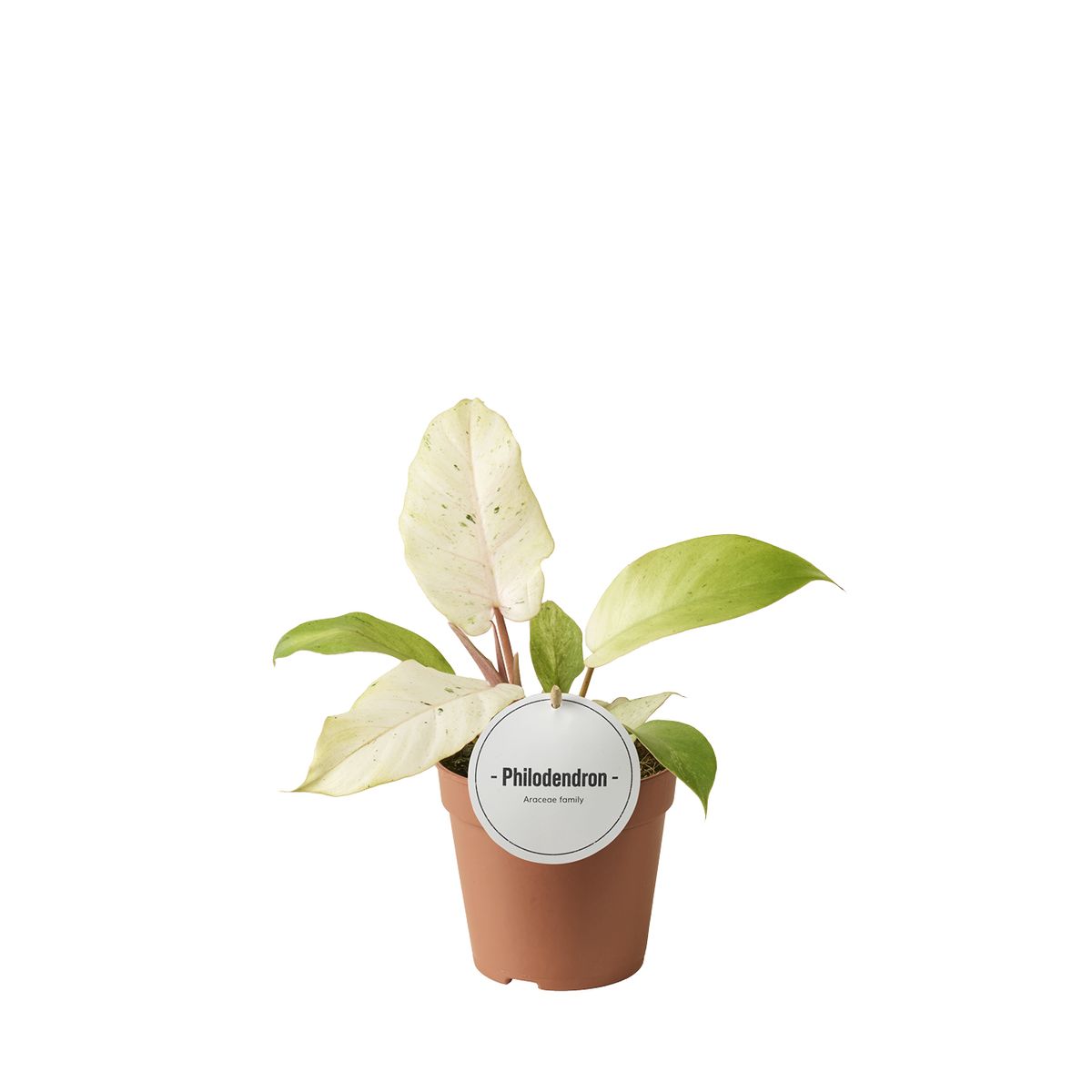 Philodendron 'Snowdrift' — Plant Wholesale FlorAccess