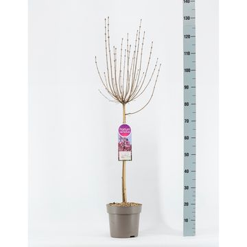 Syringa TINKERBELLE — Plant Wholesale FlorAccess