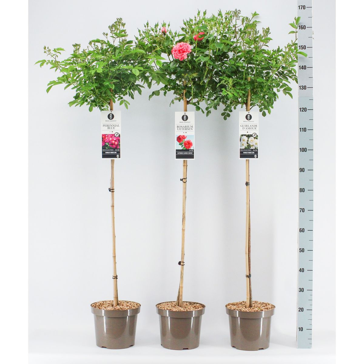 Rosa MIX — Plant Wholesale FlorAccess