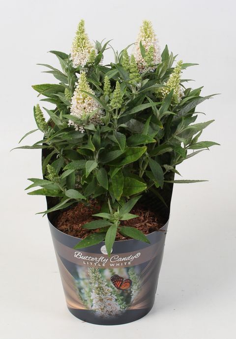 Buddleja davidii BUTTERFLY CANDY LITTLE WHITE — Plant Wholesale FlorAccess