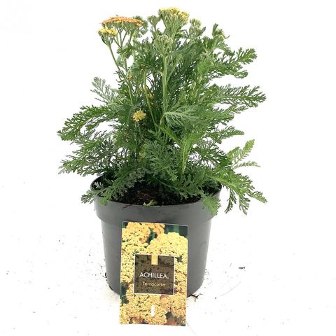 Achillea millefolium MILLY ROCK YELLOW TERRACOTTA — Plant Wholesale ...