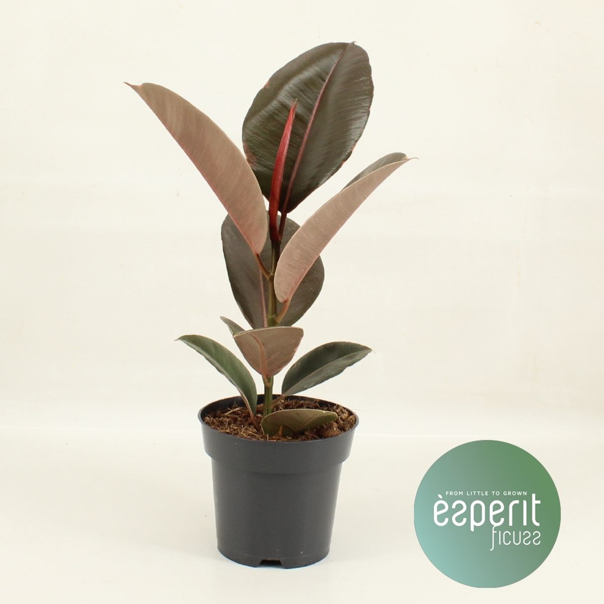 Ficus elastica PINK CAMOUFLAGE — Plant Wholesale FlorAccess