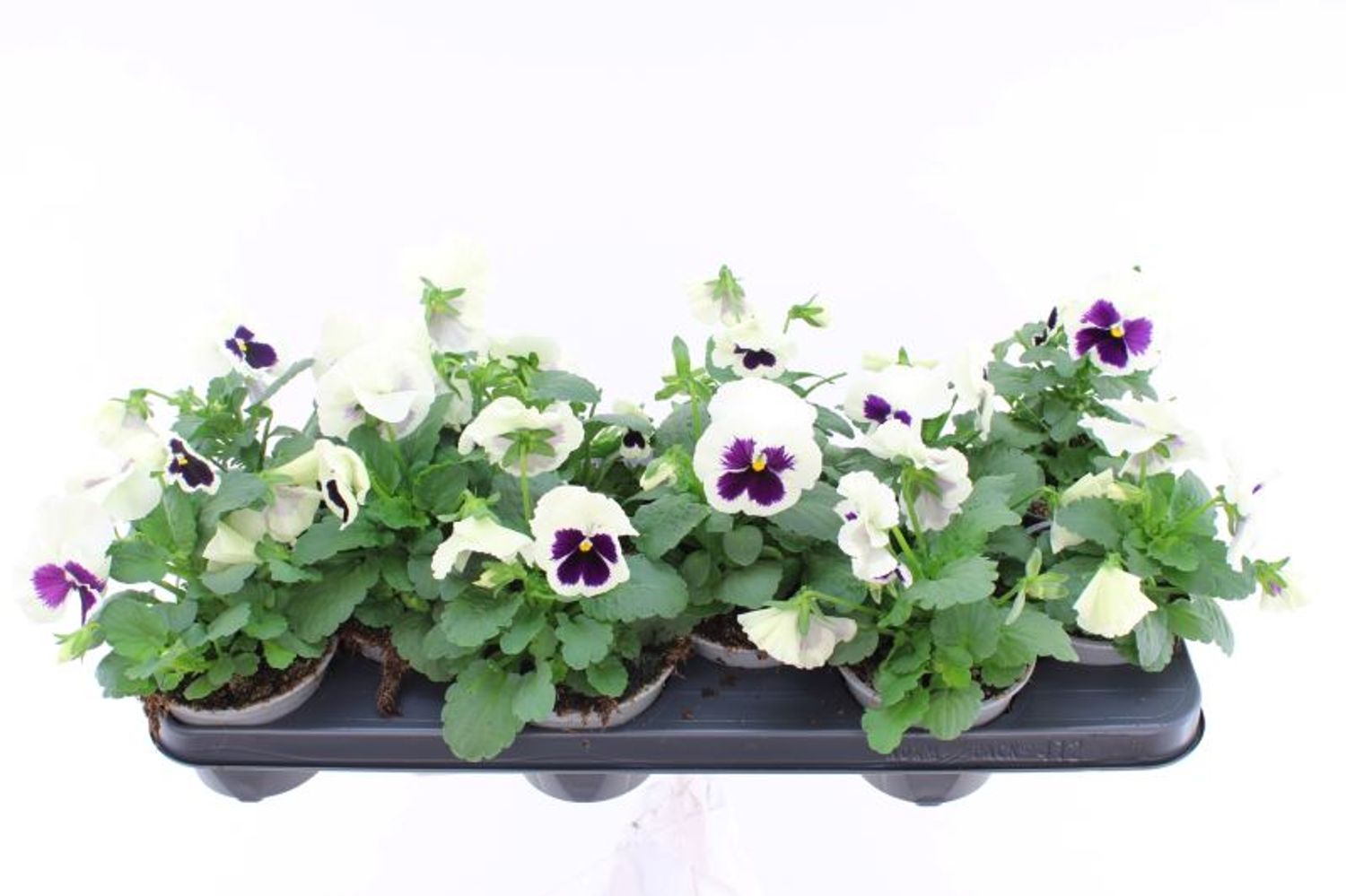 Viola x wittrockiana DELTA F1 WHITE WITH BLOTCH — Plant Wholesale ...