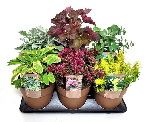 Perenner MIX — Växter grossist FlorAccess