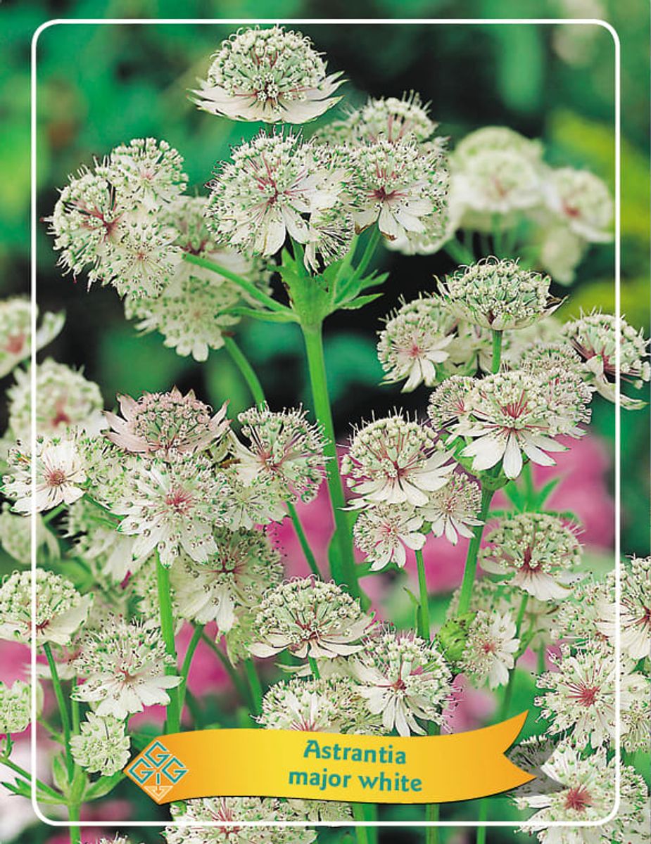 Astrantia major 'White Joyce' — Plant Wholesale FlorAccess