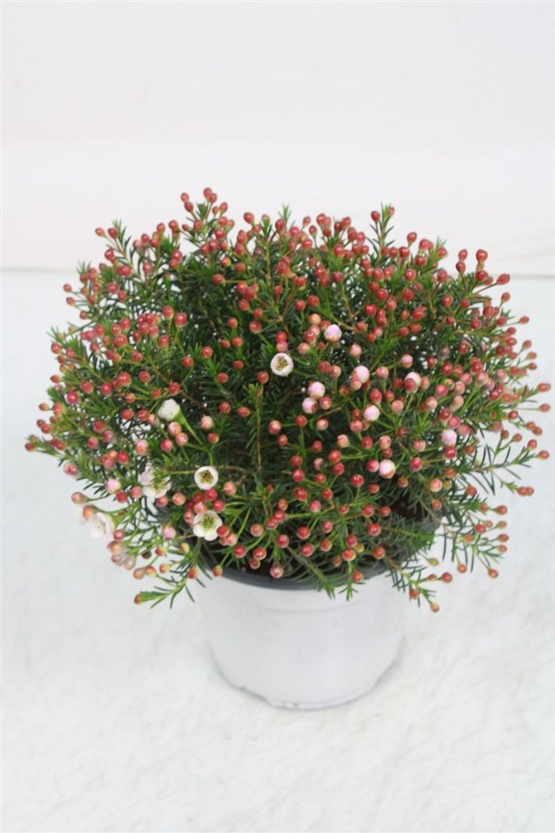 Chamelaucium 'Maya' — Plant Wholesale FlorAccess