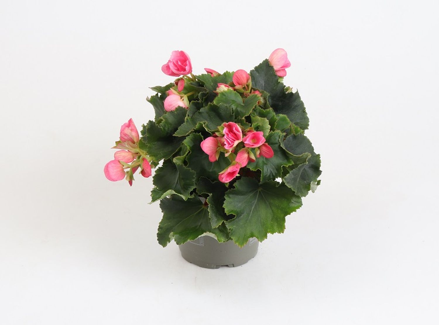 Begonia BETULIA CANDY — Plant Wholesale FlorAccess