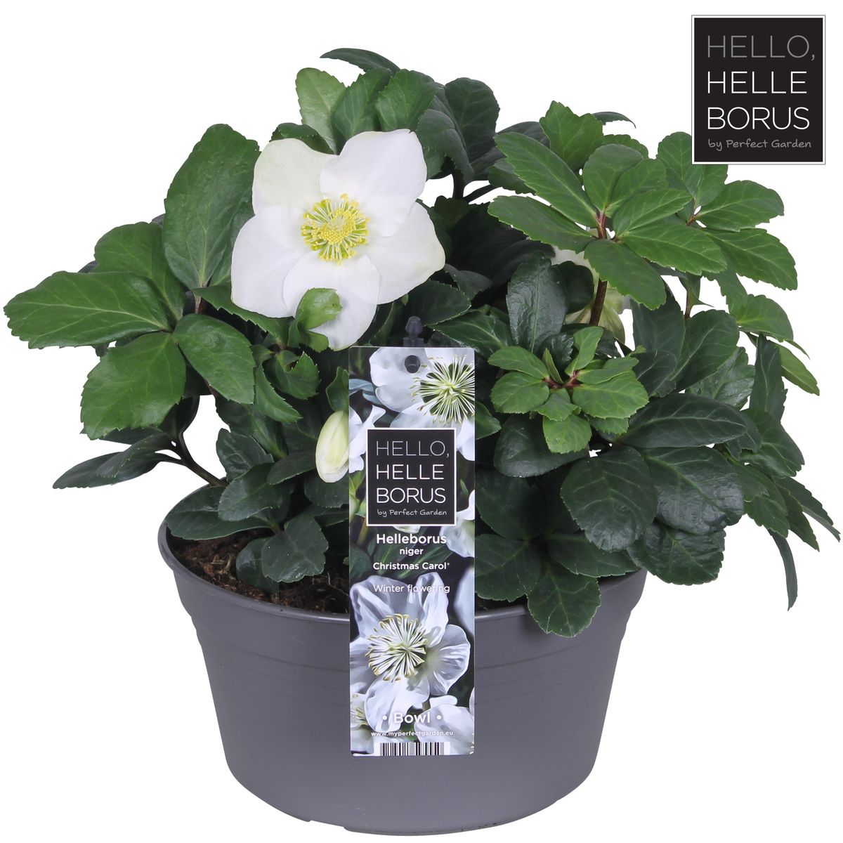 Helleborus niger 'Christmas Carol' — Plant Wholesale FlorAccess