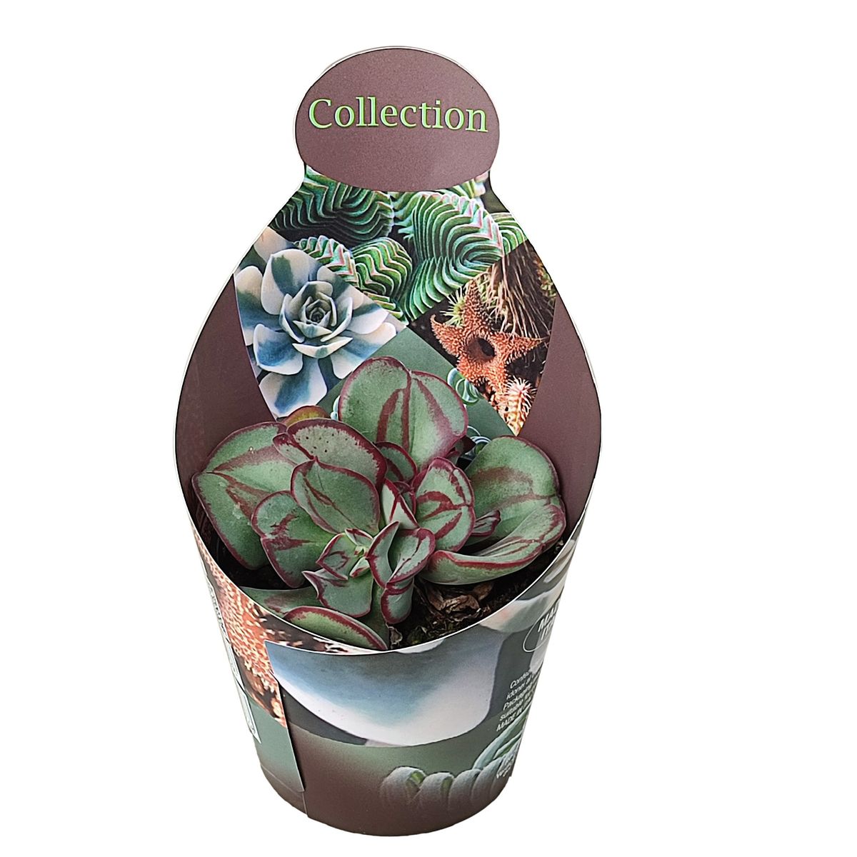 Echeveria nodulosa 'Maruba Beni-tsukasa' — Рослини оптом FlorAccess