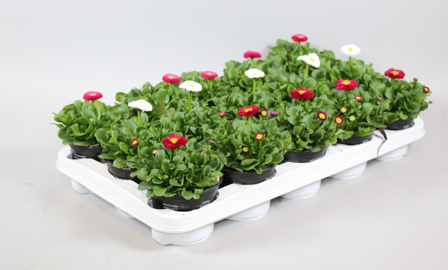 Bellis perennis SPEEDSTAR MIX — Plant Wholesale FlorAccess