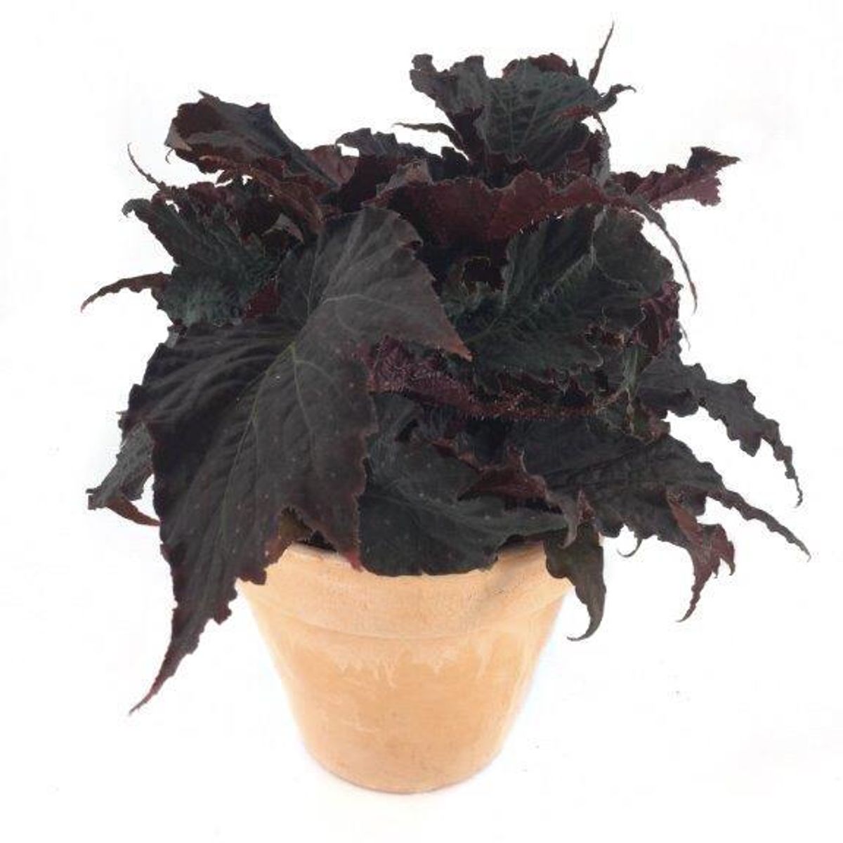 Begonia 'Royal Velour' — Plant Wholesale FlorAccess