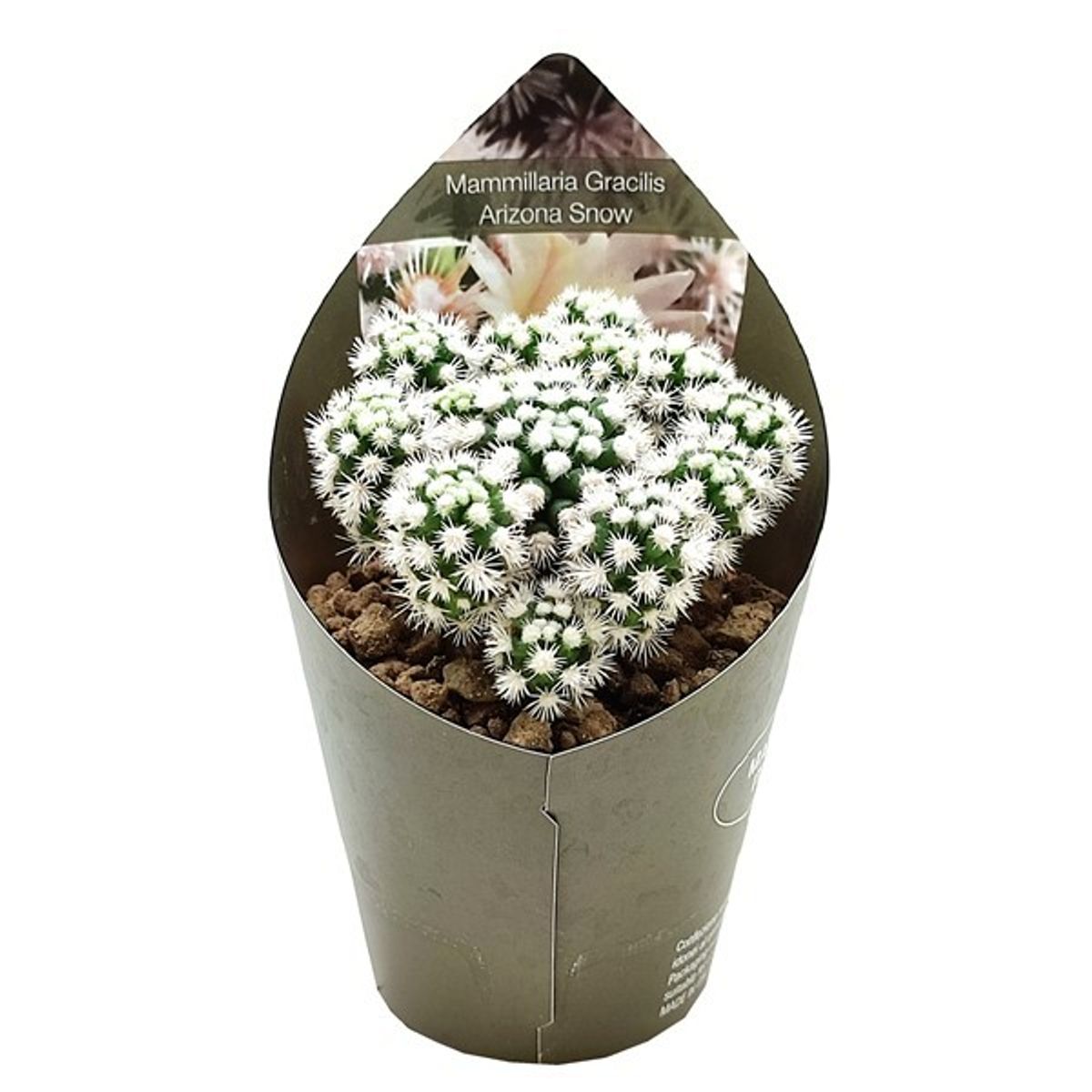 Mammillaria vetula gracilis 'Arizona Snowcap' — Plant Wholesale FlorAccess