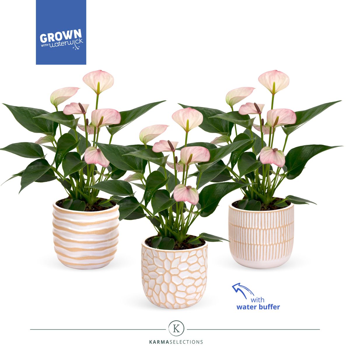 Anthurium LIPA PINK MINI — Plant Wholesale FlorAccess
