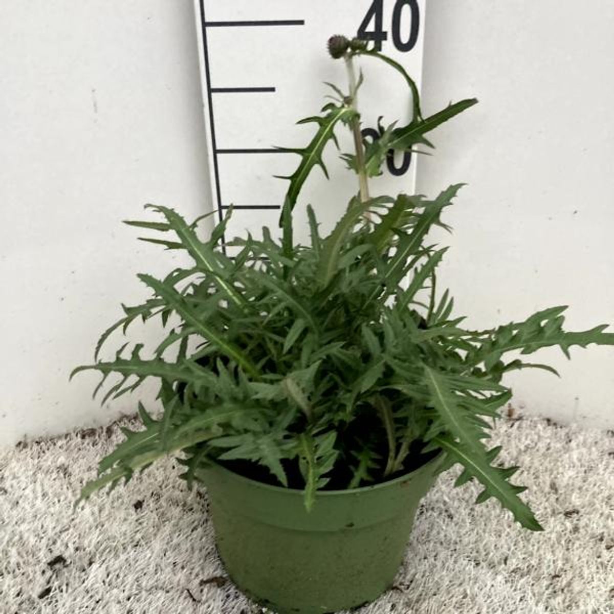 Cirsium rivulare 'Trevors Blue Wonder' — Plant Wholesale FlorAccess