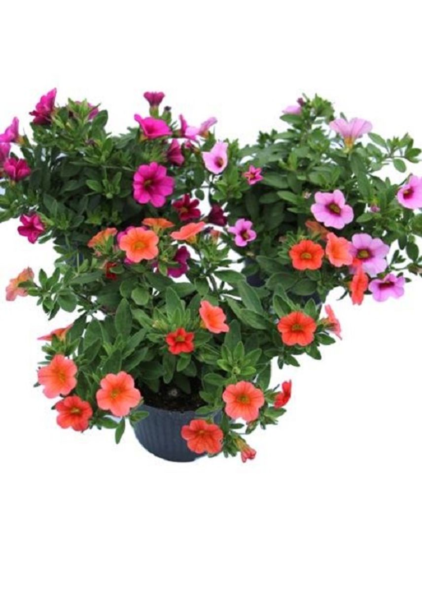 Calibrachoa MIX — Plant Wholesale FlorAccess