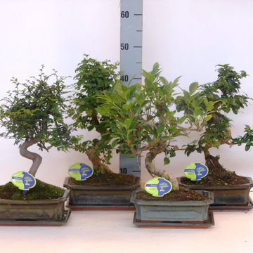 Bonsai MIX — Plant Wholesale FlorAccess