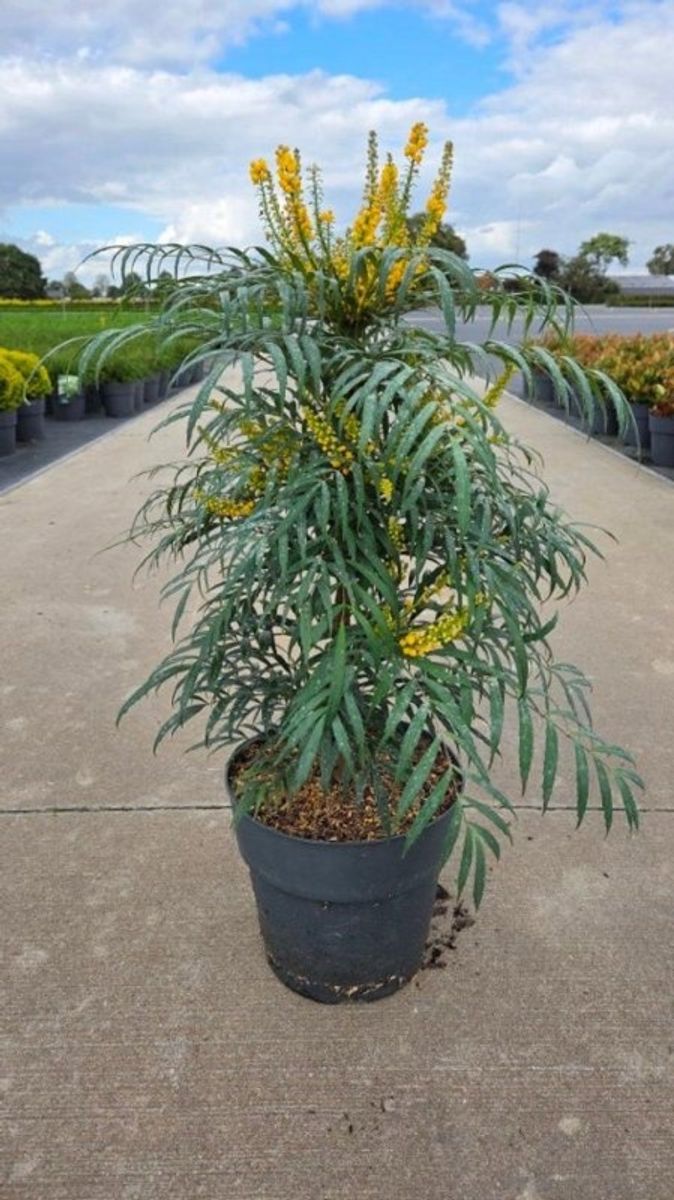 Mahonia VOLCANO — Plant Wholesale FlorAccess