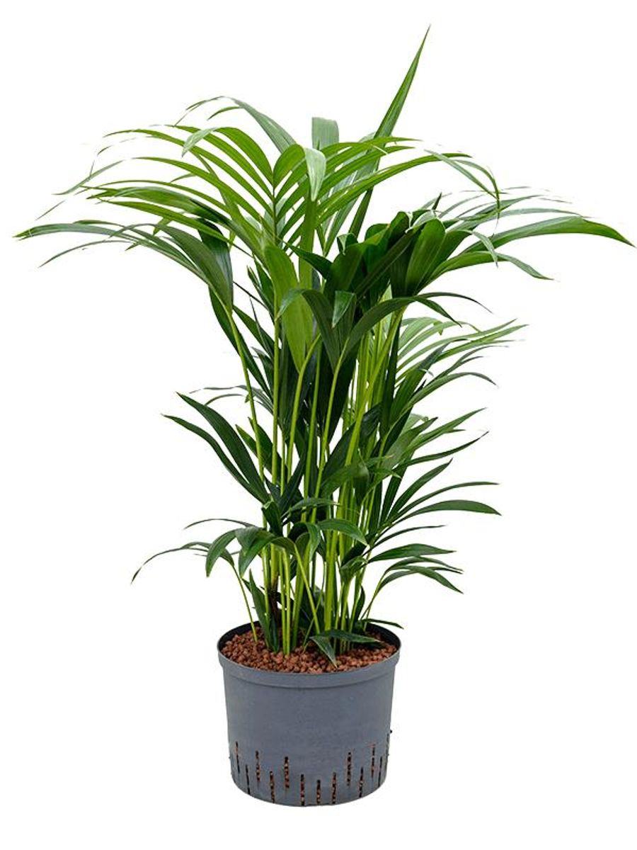 Howea forsteriana — Plant Wholesale FlorAccess