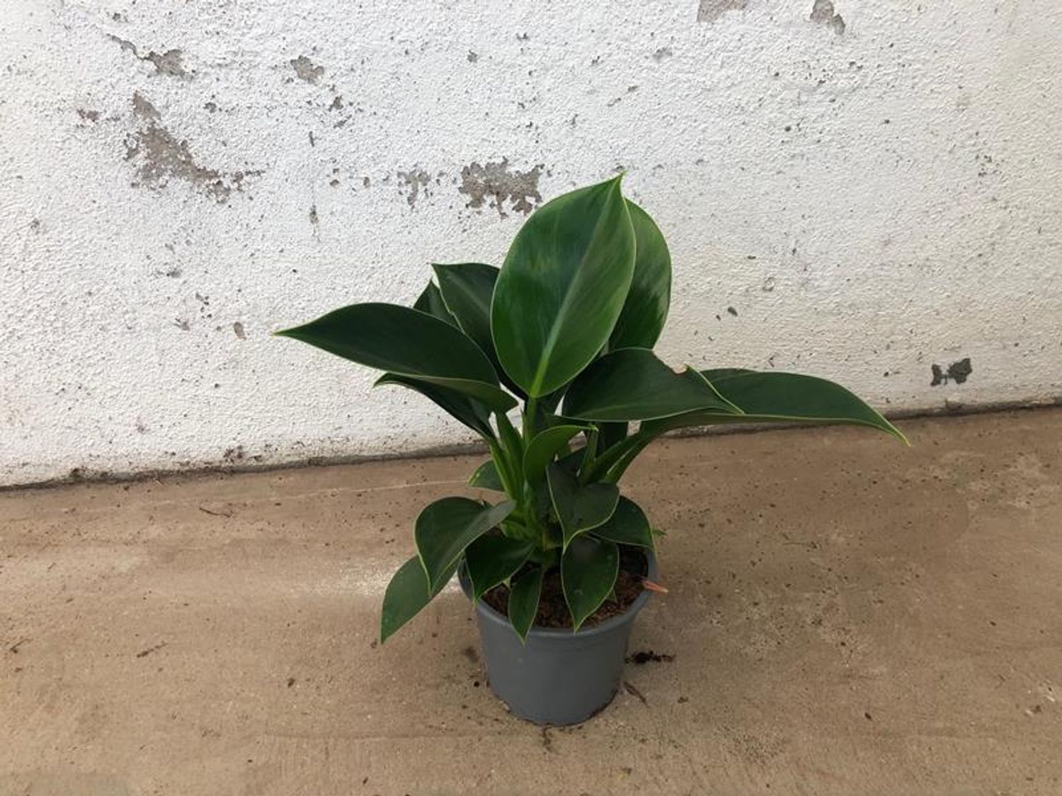 Philodendron 'Green Princess' — Plant Wholesale FlorAccess