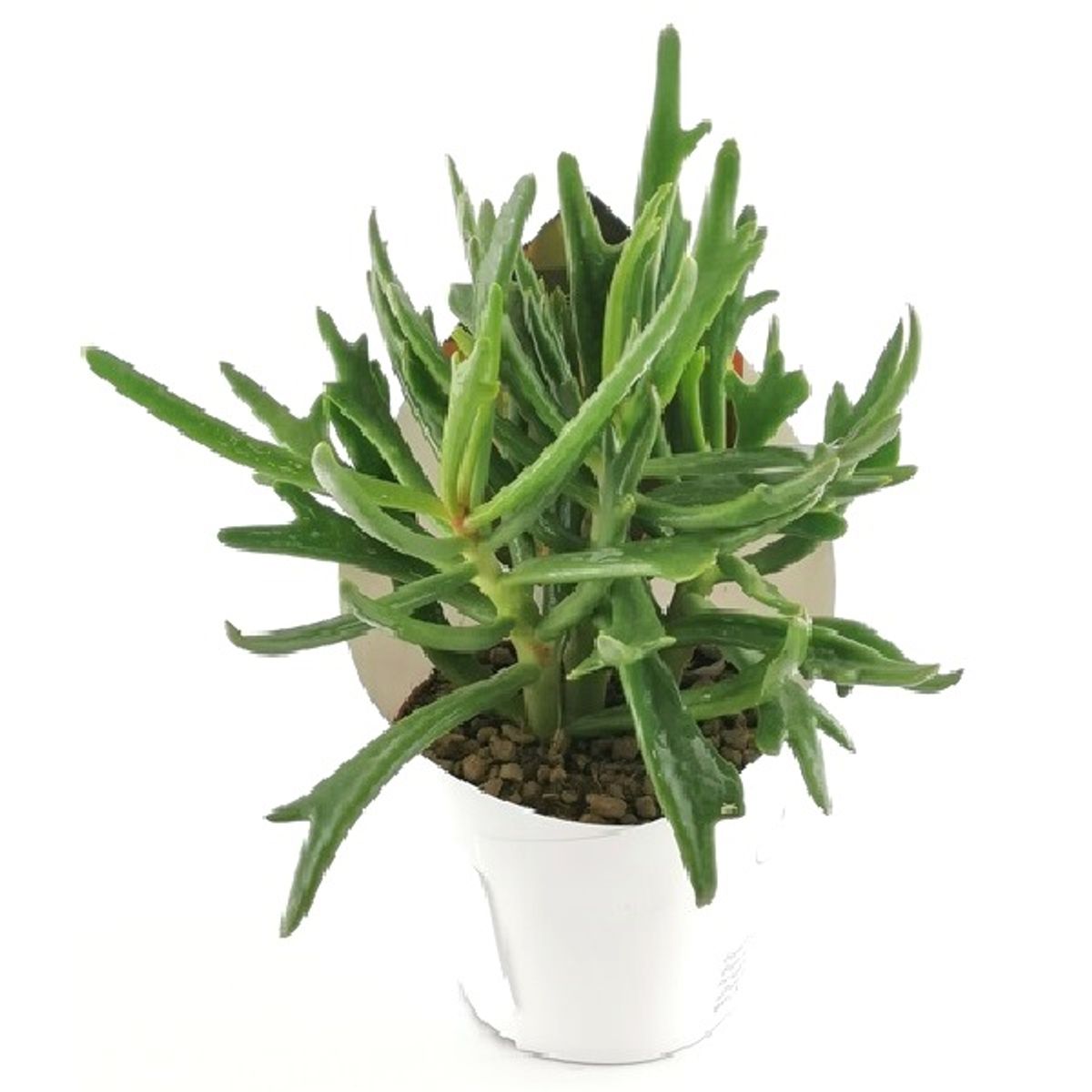 Cotyledon orbiculata 'Elk Horns' — Plant Wholesale FlorAccess
