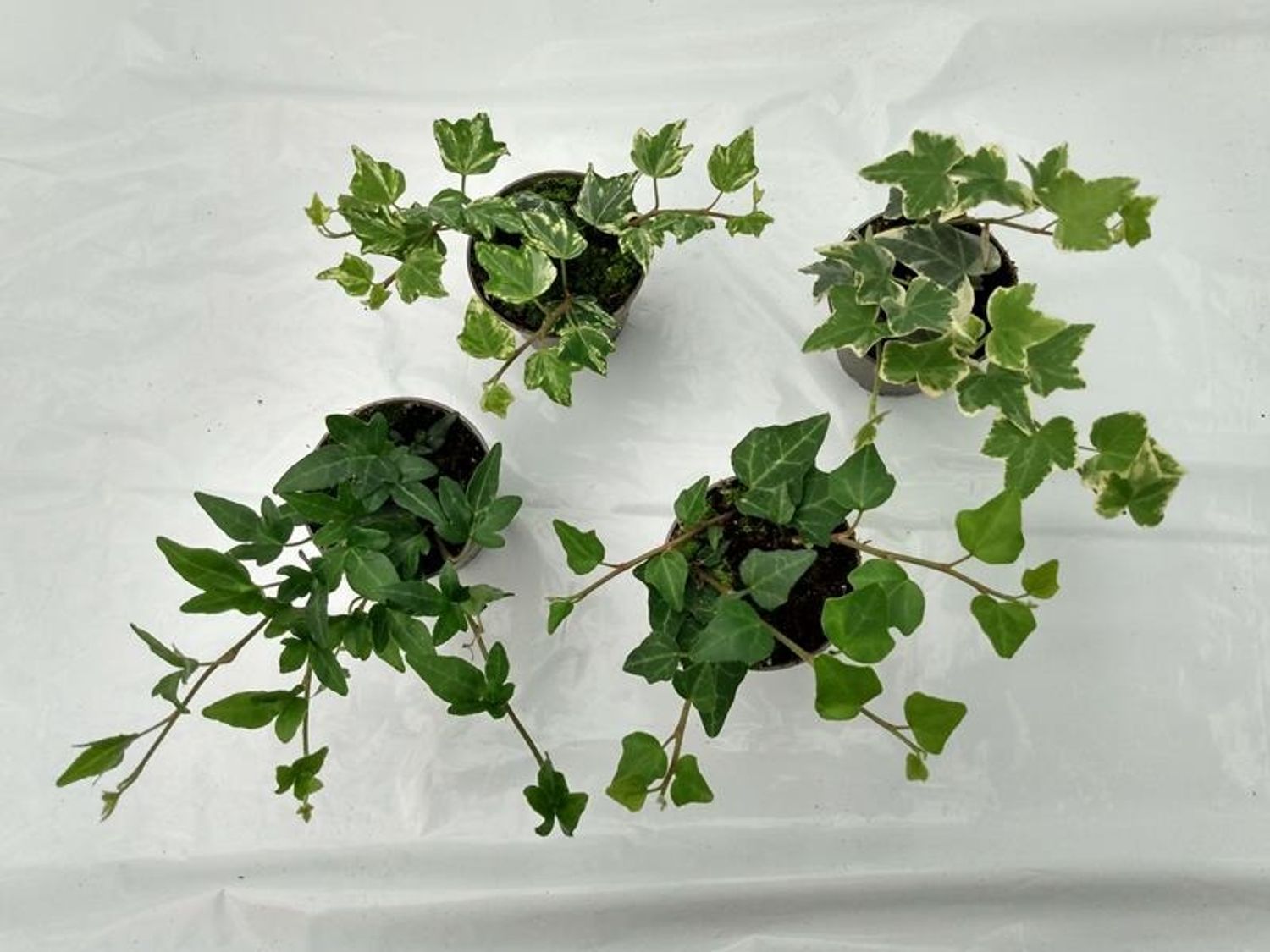 Hedera helix MIX — Plant Wholesale FlorAccess