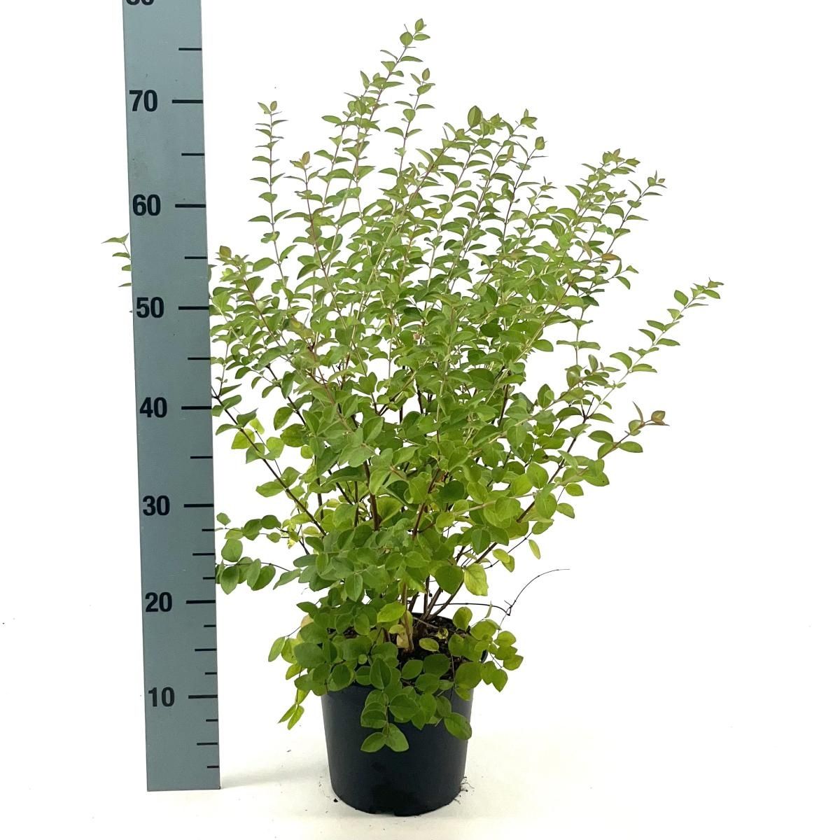 Symphoricarpos x doorenbosii 'White Hedge' — Plant Wholesale FlorAccess