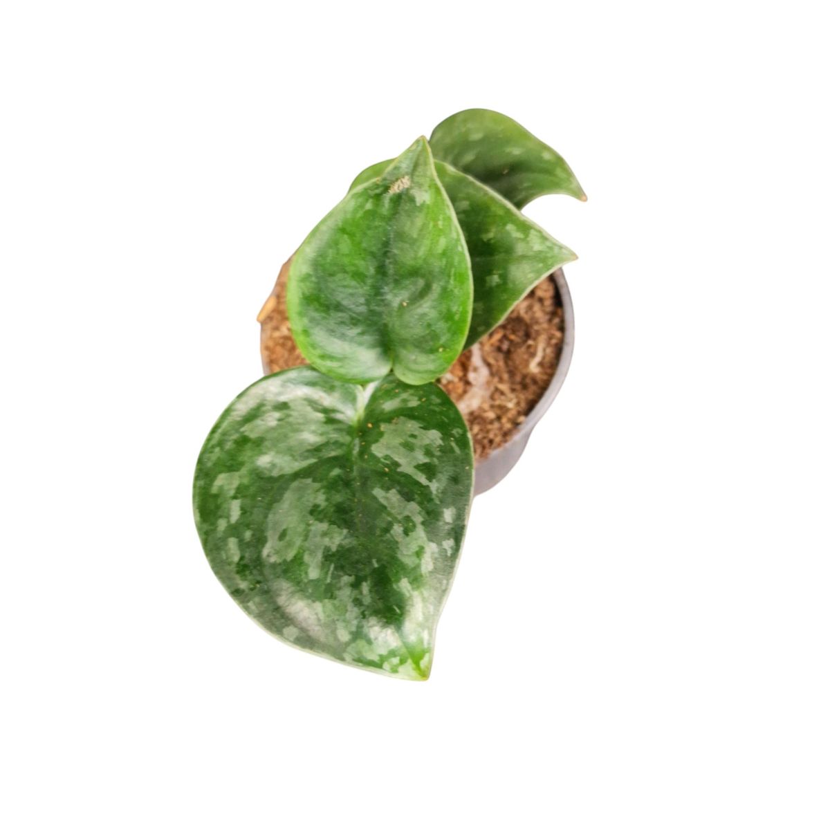 Scindapsus 'Silver Platinum' — Plant Wholesale FlorAccess