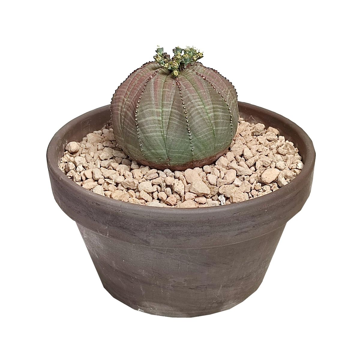 Euphorbia obesa — Рослини оптом FlorAccess