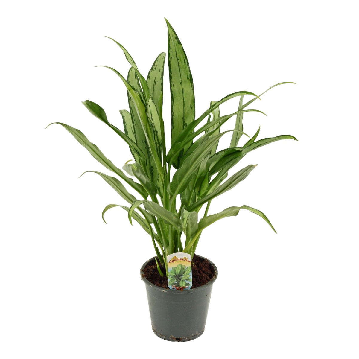 Aglaonema 'Cutlass' — Plant Wholesale FlorAccess