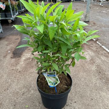 Buddleja davidii BUTTERFLY CANDY LITTLE WHITE — Plant Wholesale FlorAccess