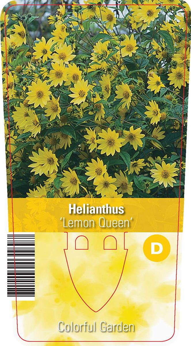 Helianthus 'Lemon Queen' — Plant Wholesale FlorAccess