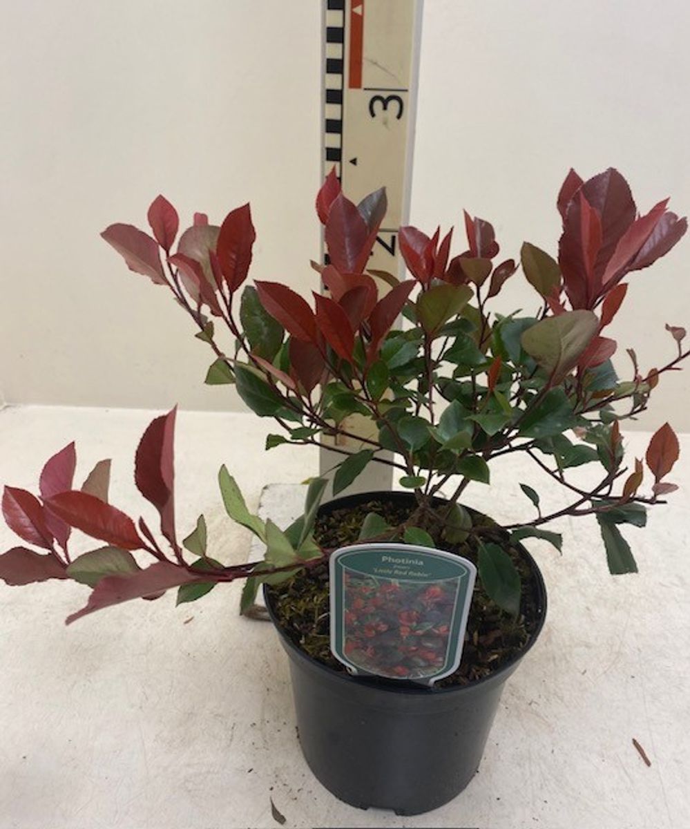 Photinia x fraseri 'Little Red Robin' — Plant Wholesale FlorAccess