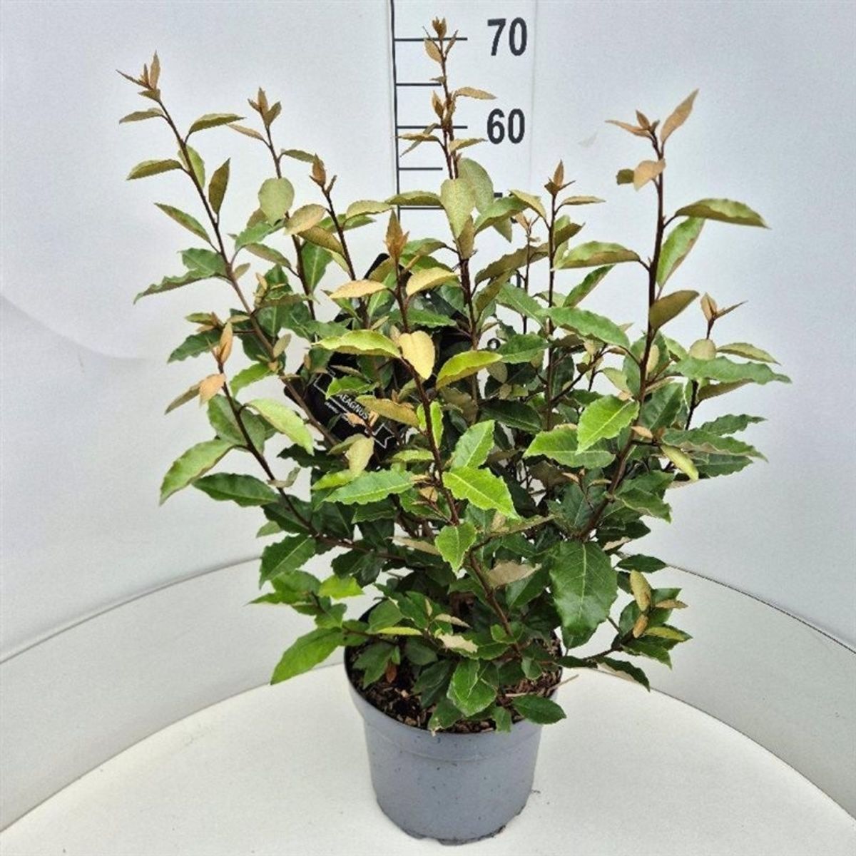 Elaeagnus x ebbingei 'Compacta' — Plant Wholesale FlorAccess