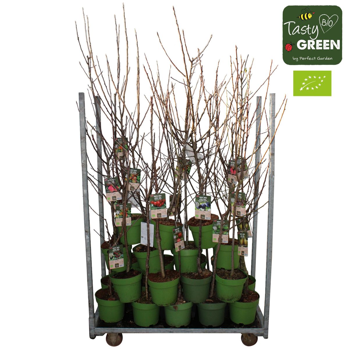 Fruit trees MIX — Plant Wholesale FlorAccess