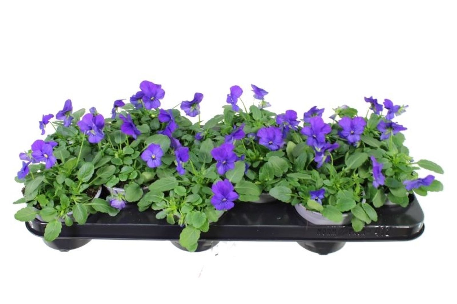 Viola SORBET XP TRUE BLUE — Groothandel in planten FlorAccess