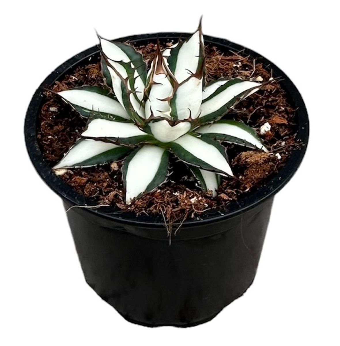 Agave 'Peace Revolution' — Plant Wholesale FlorAccess